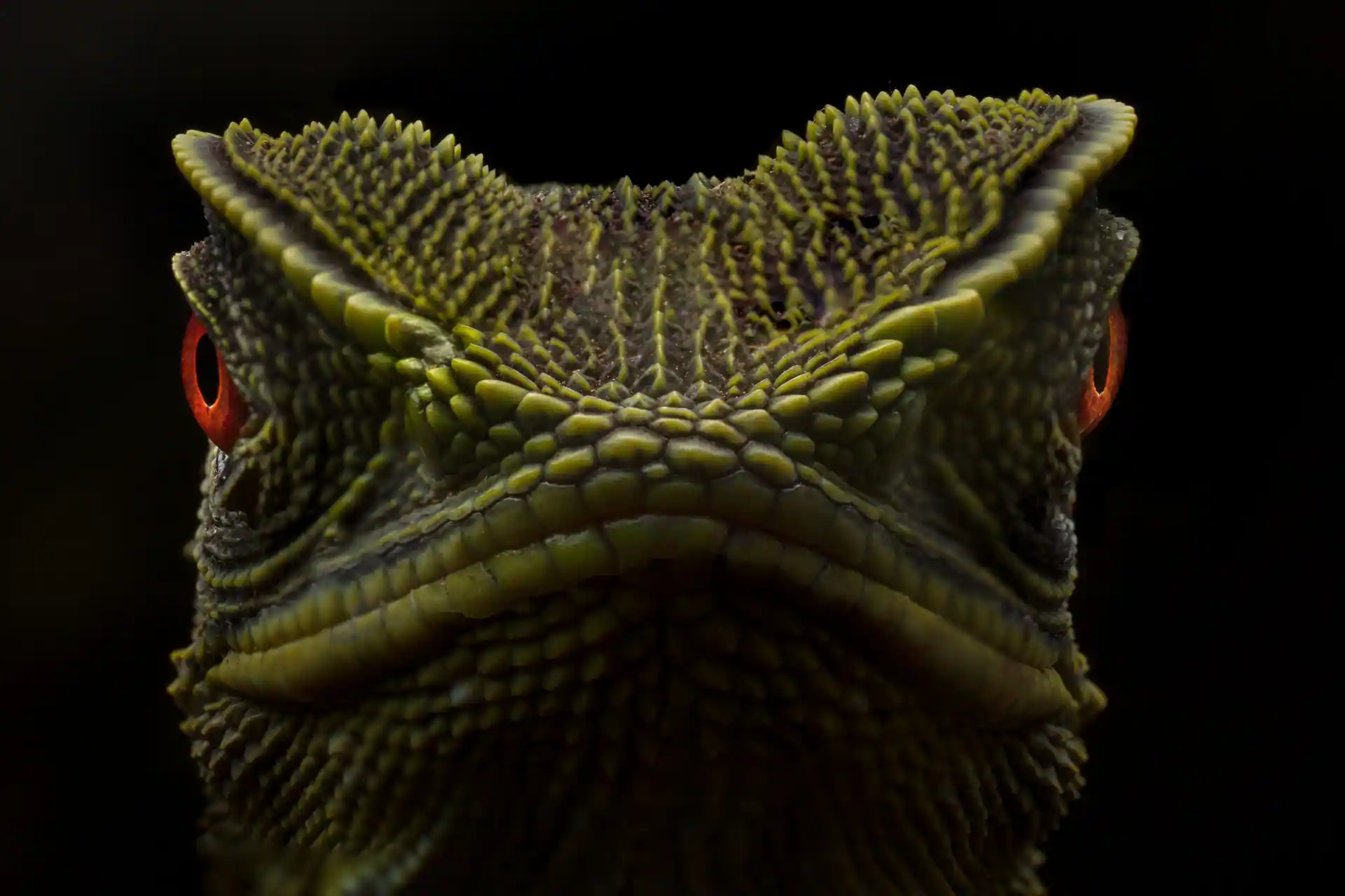 Discover the Incredibly Biodiverse Mashpi Project