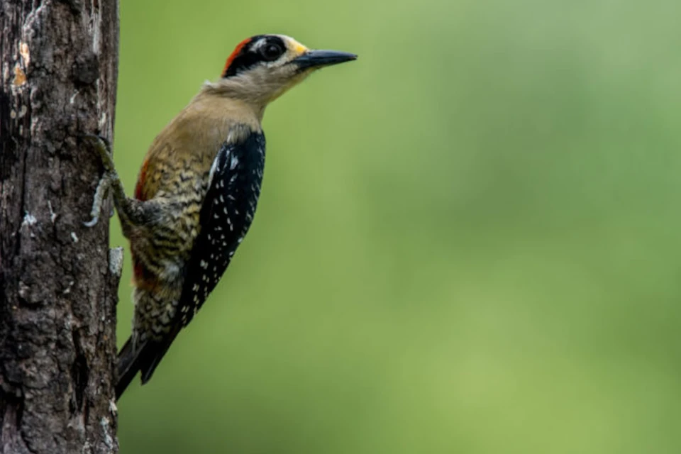 Tipos De Pajaros Carpinteros Pájaros Carpinteros De América Del