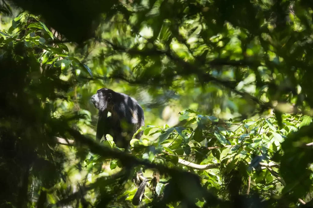 Discover the Fascinating Howling Monkey at Mashpi Lodge