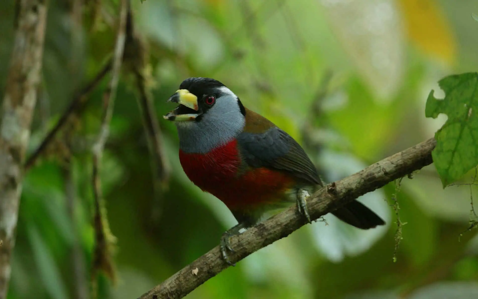 Birdwatching for Beginners: Your Ultimate Guide