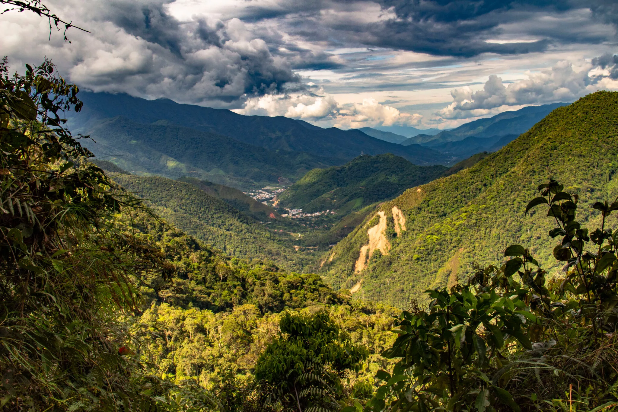 Descubre los 5 Mejores Lugares para Ver Colibríes en Ecuador