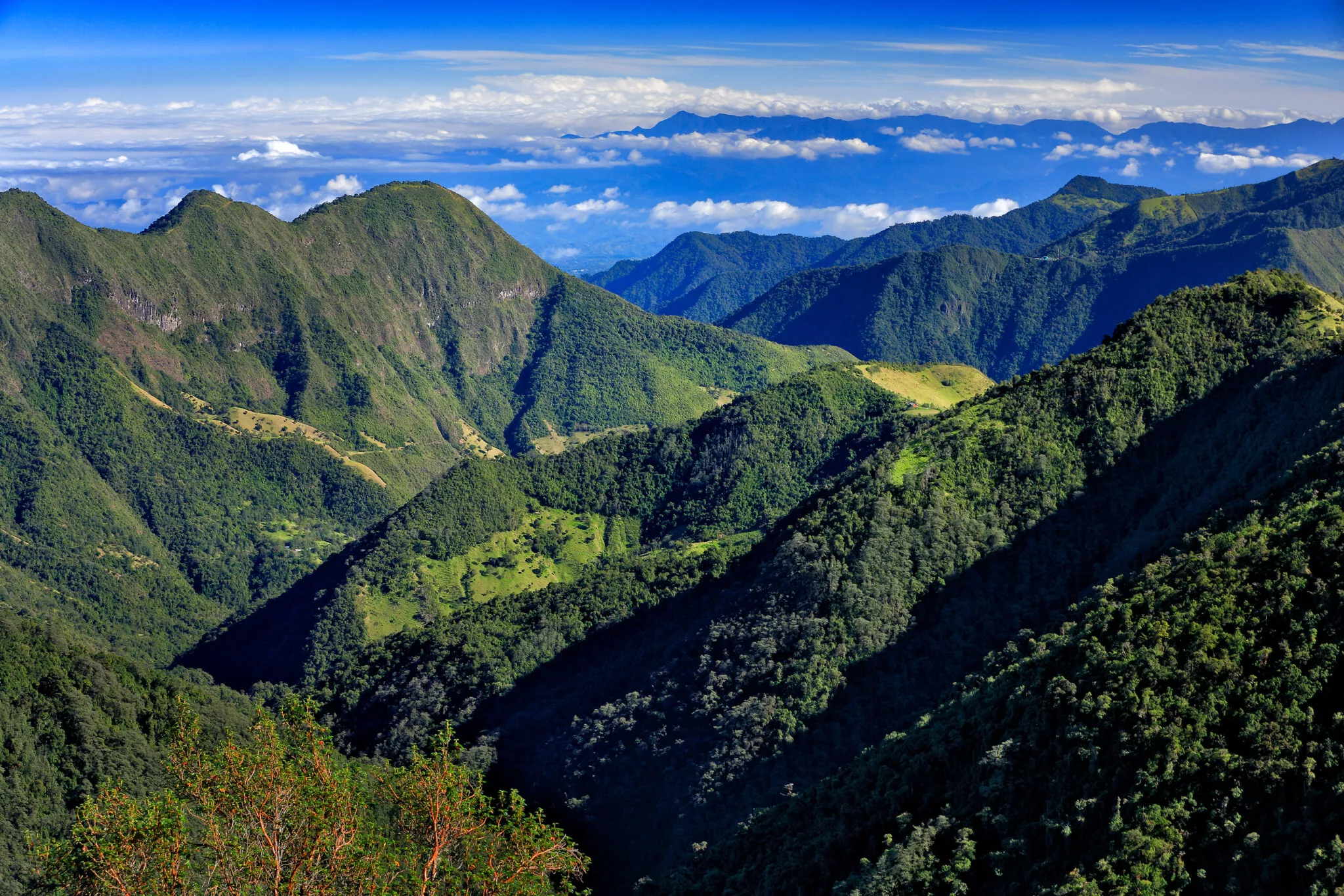 Descubre los 5 Mejores Lugares para Ver Colibríes en Ecuador