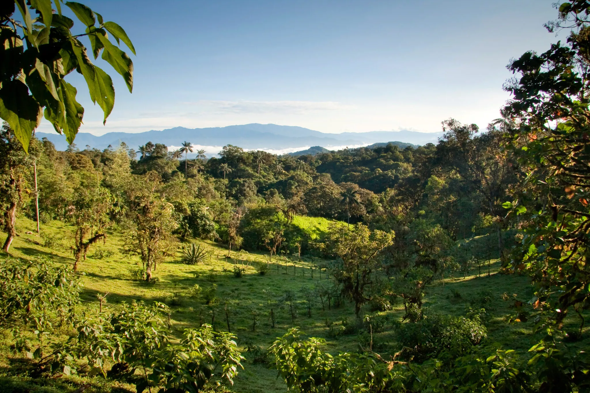Descubre los 5 Mejores Lugares para Ver Colibríes en Ecuador