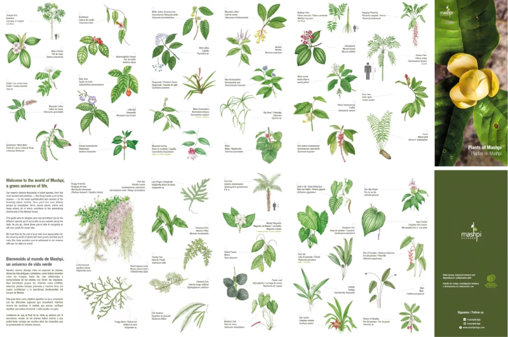 Anthurium roquesevillae: A Botanical Tribute to Conservation