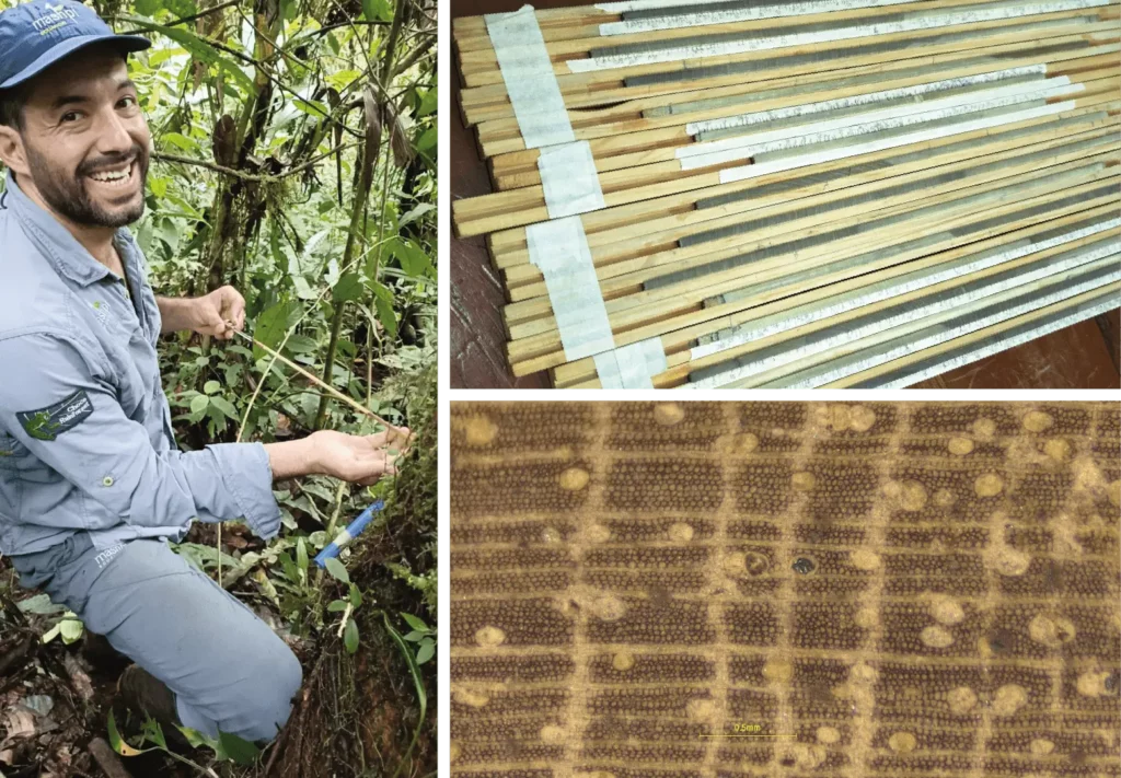 Mashpi Science: Anturios, Árboles Gigantes y Secretos de las Magnolias